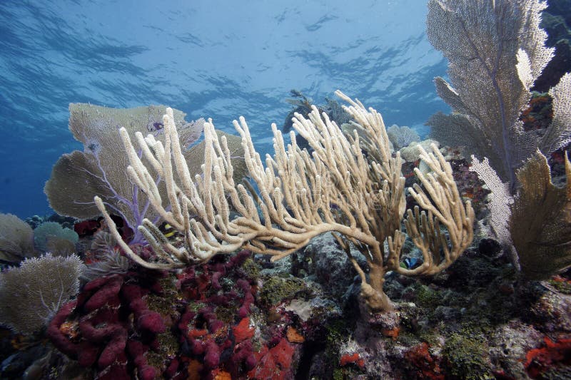 Coral Reef, in the Florida Keys National Marine Sanctuary Stock Photo ...