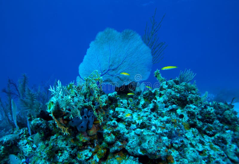 Coral Reef Near Cayo Largo, Cuba Stock Image - Image of deep, caribbean ...