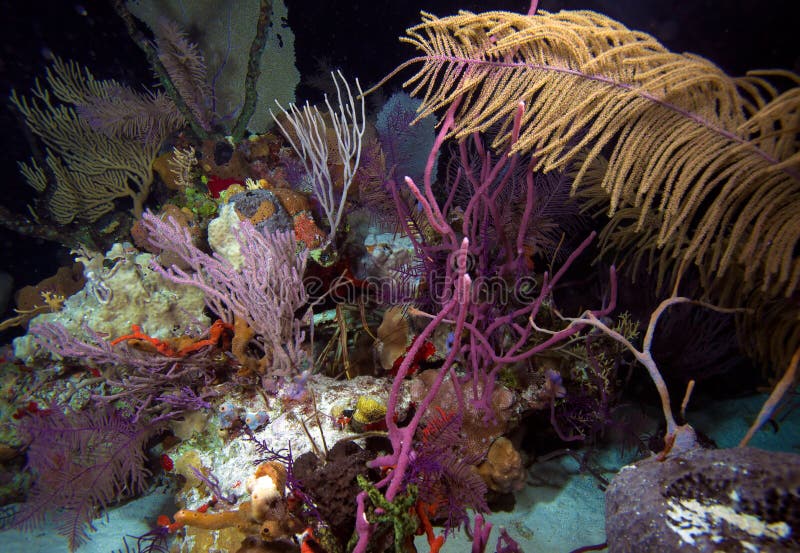 Coral Reef during Night Dive, Cayo Largo, Cuba Stock Image - Image of ...