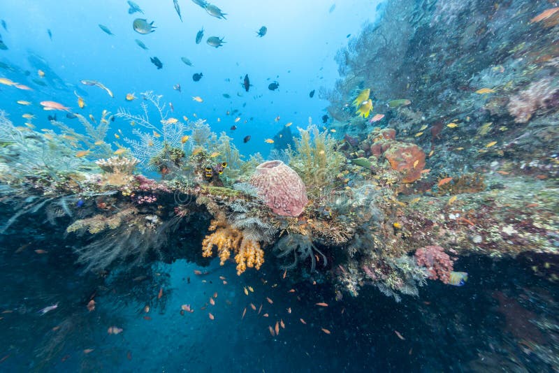 Coral Reef Off Coast of Bali Stock Image - Image of marine, pacific ...