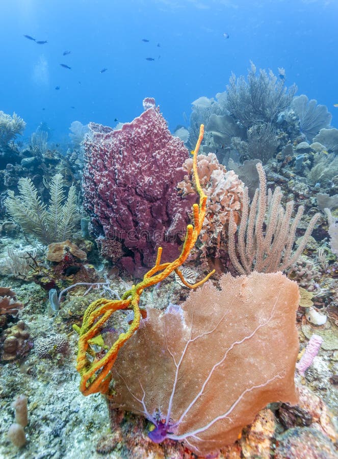 Coral Reef Off the Coast of Roatan Stock Image - Image of ecosystems ...
