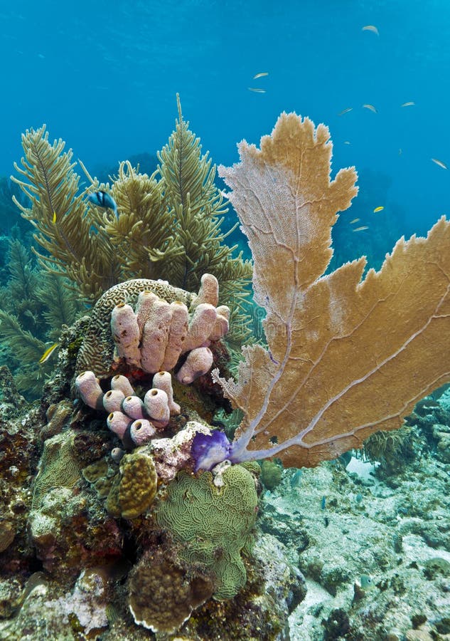 Coral reef off Roatan stock image. Image of gardens, ocean - 25286851