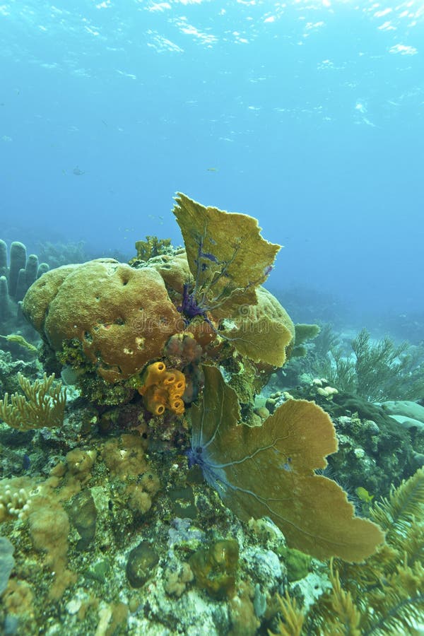 Coral reef off Roatan stock photo. Image of life, marine - 25416578