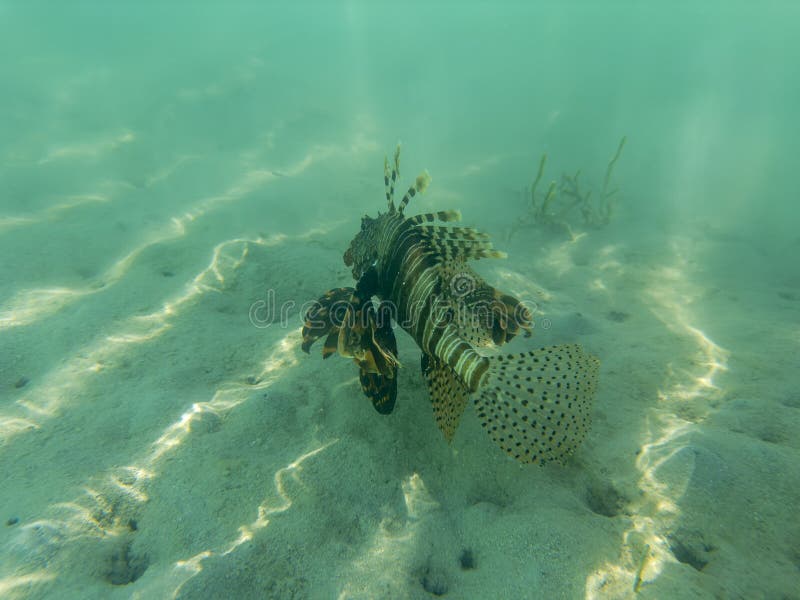 Coral Reef with Pteroinae Fish in the Sea, Egypt Stock Photo - Image of ...