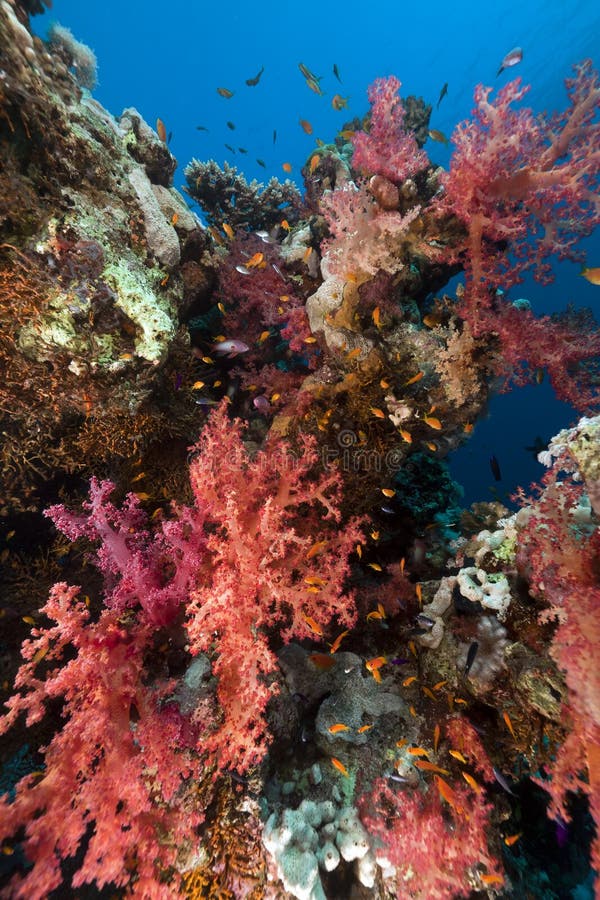 Reef and Colored School of Fish, Red Sea, Egypt Stock Image - Image of ...