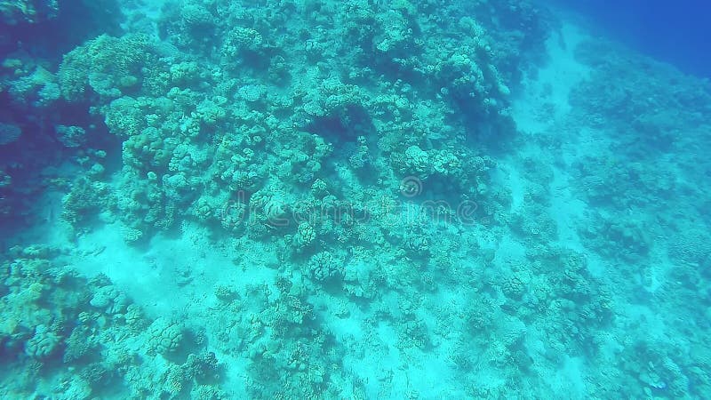 Coral Reef in the Red Sea at the Bottom and Swimming Fish are Big Stock ...