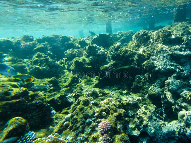 Coral Reef of the Red Sea. Corals Close-up Stock Image - Image of ocean ...