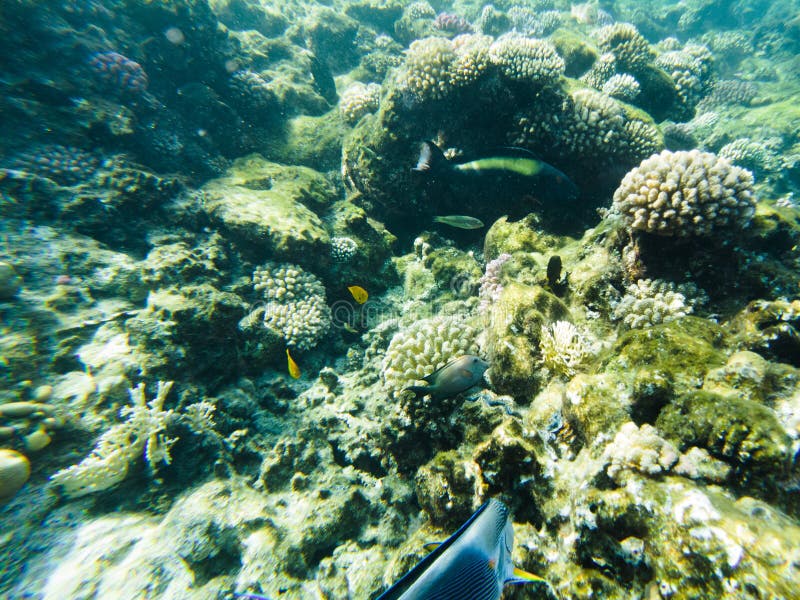 Coral Reef of the Red Sea. Corals Close-up Stock Photo - Image of ...