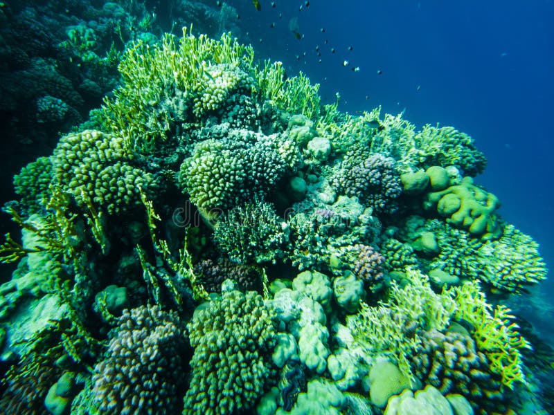 Coral Reef of the Red Sea. Corals Close-up Stock Image - Image of ...
