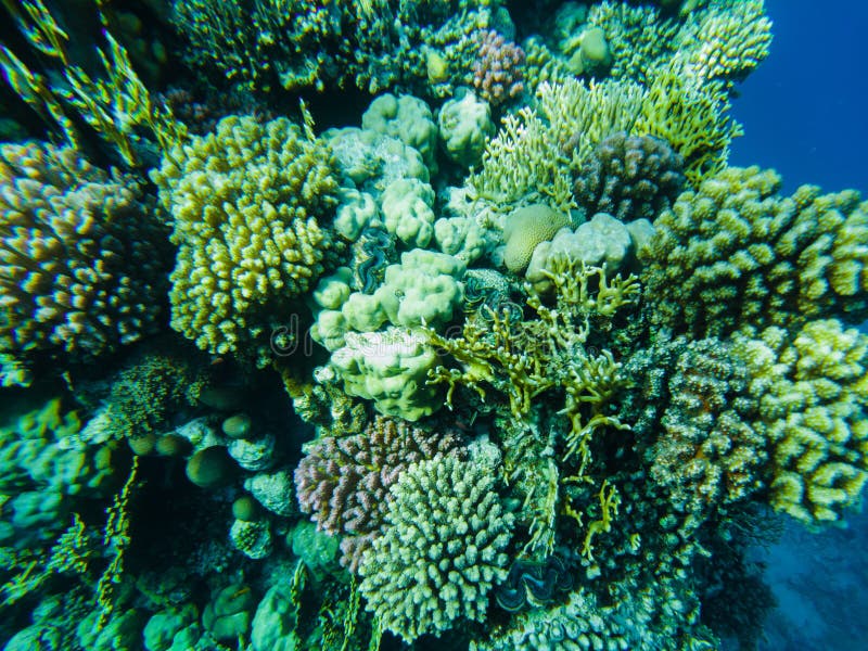 Coral Reef of the Red Sea. Corals Close-up Stock Image - Image of ...