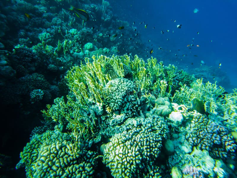Coral Reef of the Red Sea. Corals Close-up Stock Photo - Image of ...