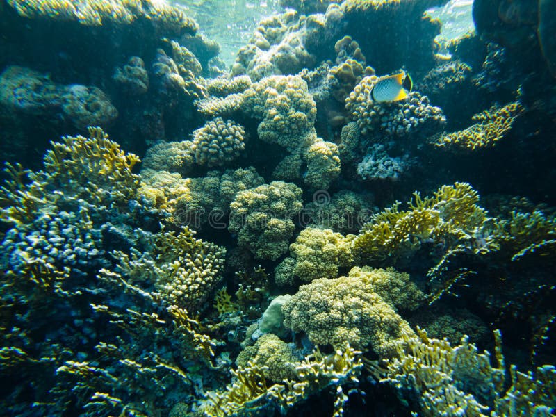 Coral Reef of the Red Sea. Corals Close-up Stock Image - Image of ...