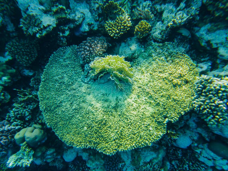 Coral Reef of the Red Sea. Corals Close-up Stock Image - Image of scuba ...