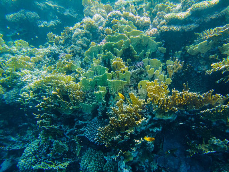 Coral Reef of the Red Sea. Corals Close-up Stock Image - Image of ...