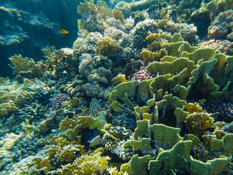 Coral Reef of the Red Sea. Corals Close-up Stock Photo - Image of ...