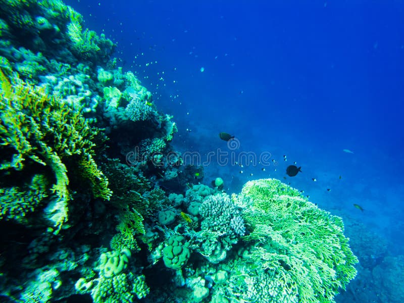 Coral Reef of the Red Sea. Corals Close-up Stock Photo - Image of ...