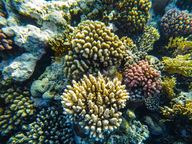 Coral Reef of the Red Sea. Corals Close-up Stock Image - Image of life ...