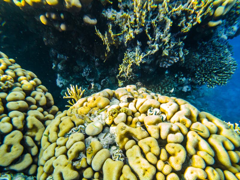 Coral Reef of the Red Sea. Corals Close-up Stock Image - Image of ...