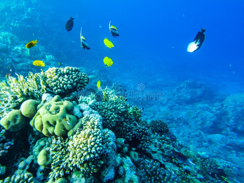 Coral Reef of the Red Sea. Corals Close-up Stock Image - Image of scuba ...