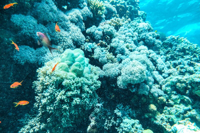 Coral Reef at the Red Sea,Egypt. Coral Yellow Fish Stock Image - Image ...