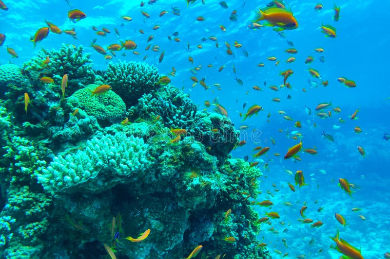 Coral Reef at the Red Sea,Egypt. Coral Yellow Fish Stock Image - Image ...