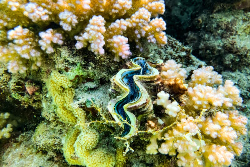 Coral Reef at the Red Sea,Egypt. Coral Yellow Fish Stock Image - Image ...