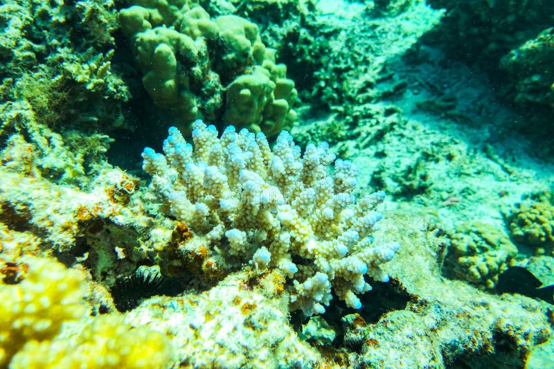 Coral Reef at the Red Sea,Egypt. Coral Yellow Fish Stock Image - Image ...