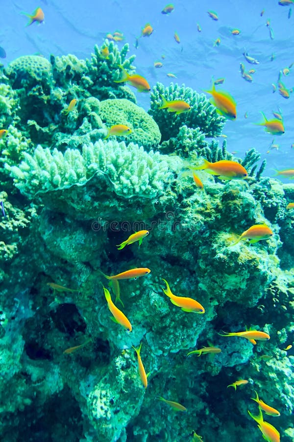 Coral Reef at the Red Sea,Egypt. Coral Yellow Fish Stock Photo - Image ...