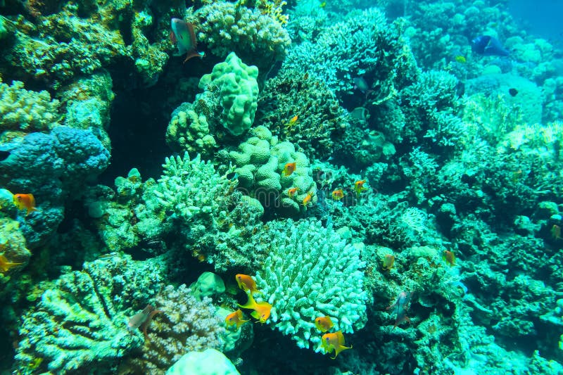 Coral Reef at the Red Sea,Egypt. Coral Yellow Fish Stock Photo - Image ...