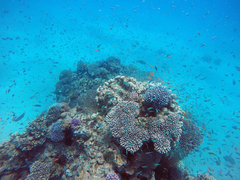 Coral reef in the Red Sea stock image. Image of coral - 101400641