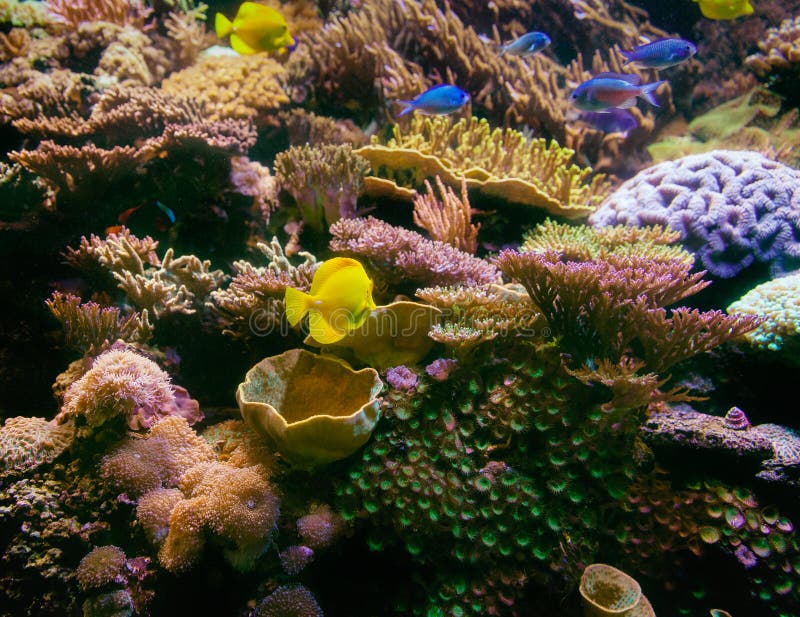 Coral Reef stock photo. Image of saltwater, coral, underwater - 64909124