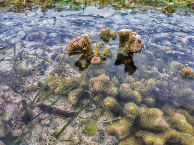 Coral Reef Rocks that are Visible because the Sea is Receding Stock ...