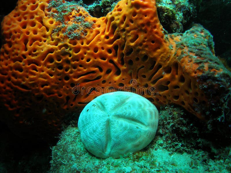 Coral Reef Sand Dollar stock photo. Image of ocean, shrimp - 5975360