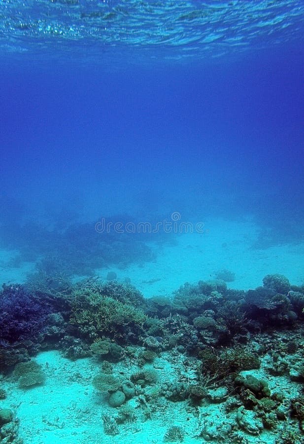 Coral Reef and Sand Underwater Stock Photo - Image of undersea, life ...