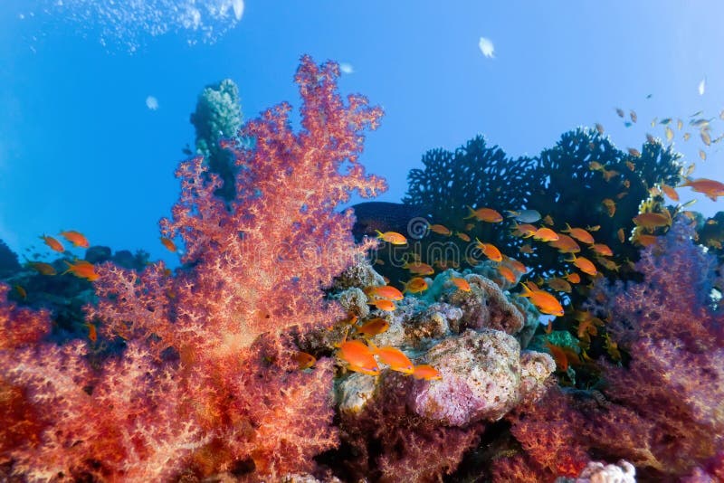 Coral reef scene stock photo. Image of reef, anthias - 18865654
