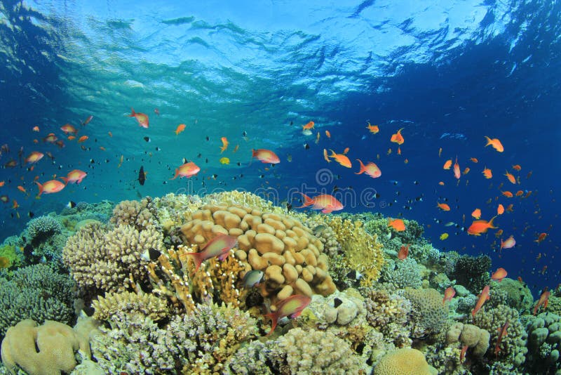 Coral Reef Scene stock image. Image of color, egypt, fish - 22617671