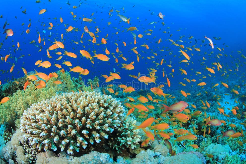 Coral Reef Scene stock photo. Image of animal, marsa - 25794074