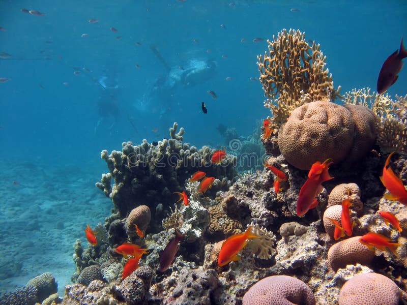 Coral Reef Scene stock image. Image of nature, exotic - 2495773