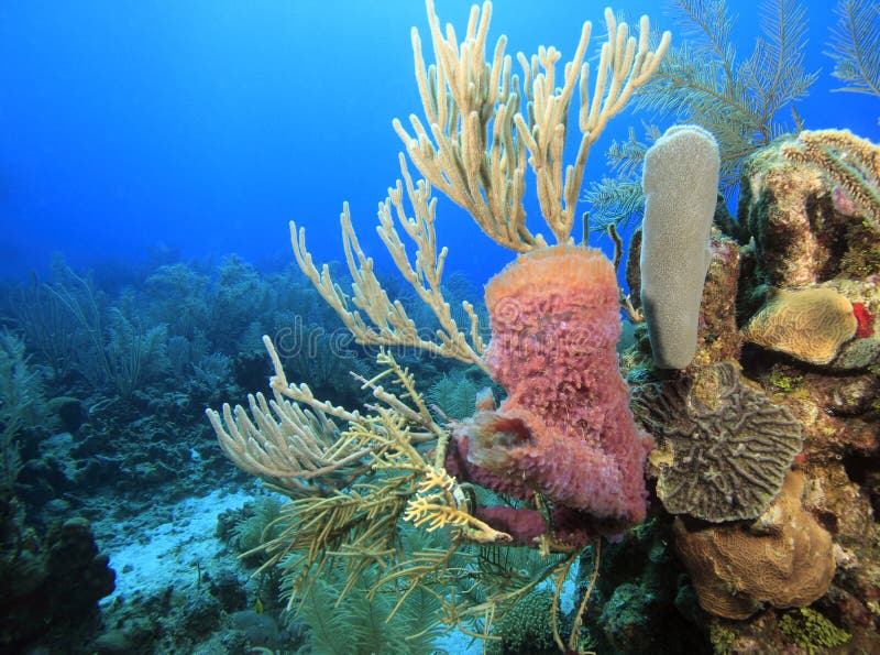Coral reef scene stock photo. Image of animal, corals - 7242198