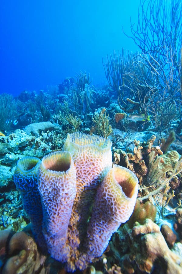 Coral reef scene stock image. Image of exotic, living - 7815377