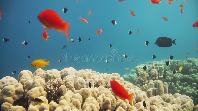 Coral Reef Scene with Tropical Fish in Red Sea Stock Video - Video of ...