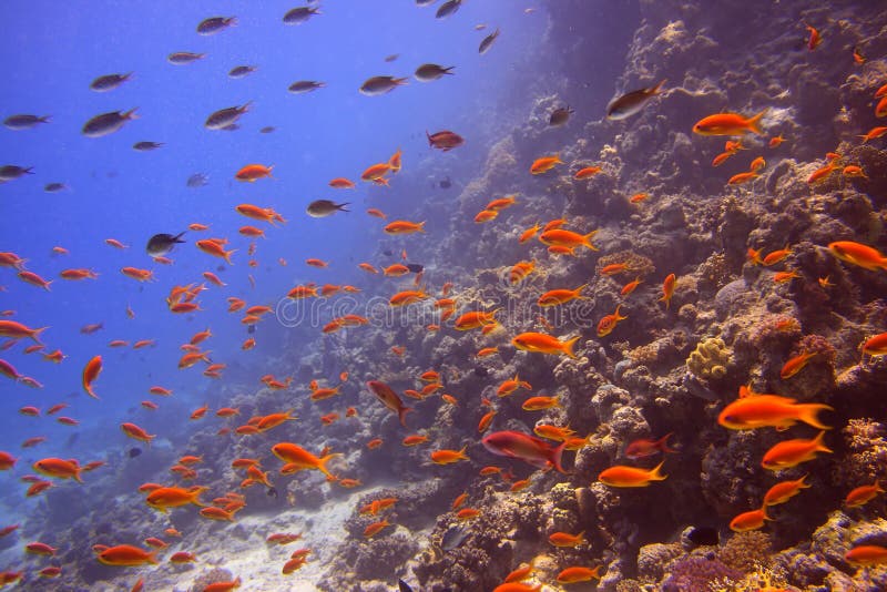 Coral Reef with Sea Goldies Stock Photo - Image of pseudanthias, coral ...