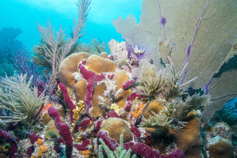 Coral Reef stock image. Image of ecosystem, dive, organism - 94779605