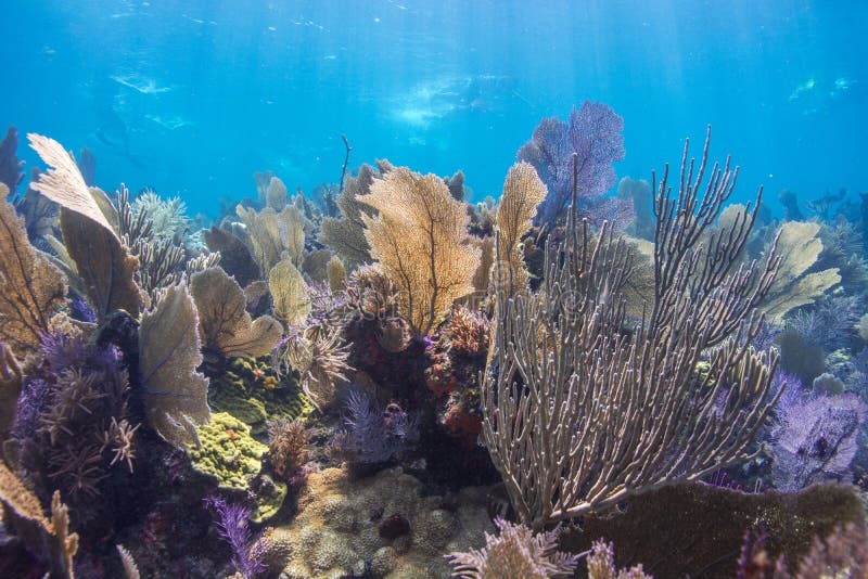 Coral Reef stock image. Image of reef, ecosystem, seafan - 94982371