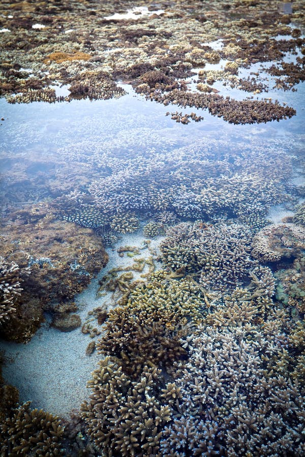 Coral Reef in Shallow Water Stock Photo - Image of skeletal, unpolluted ...