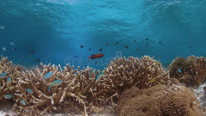 Coral Reef in Shallow Water Stock Photo - Image of diving, damselfish ...