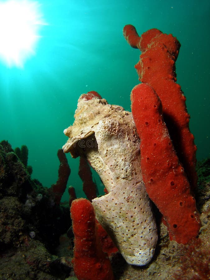 Shell on Coral stock photo. Image of environmental, corals - 7521104