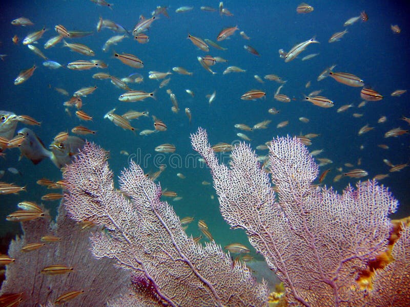 Coral reef and small fish stock photo. Image of pompano - 5841900