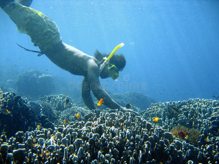 505 Snorkeling Dives Stock Photos - Free & Royalty-Free Stock Photos ...