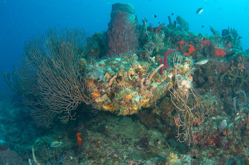 Coral Reef South FLorida stock photo. Image of ichthyology - 17632644
